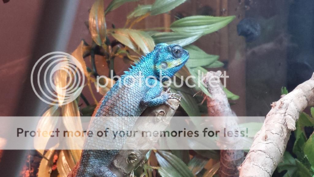 Calotes pictures | Reptile Forums