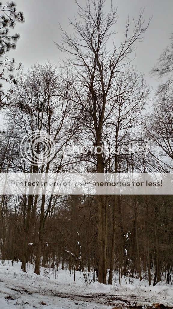 Post pictures of your woodpile/splitting area | Page 306 | Arborist ...